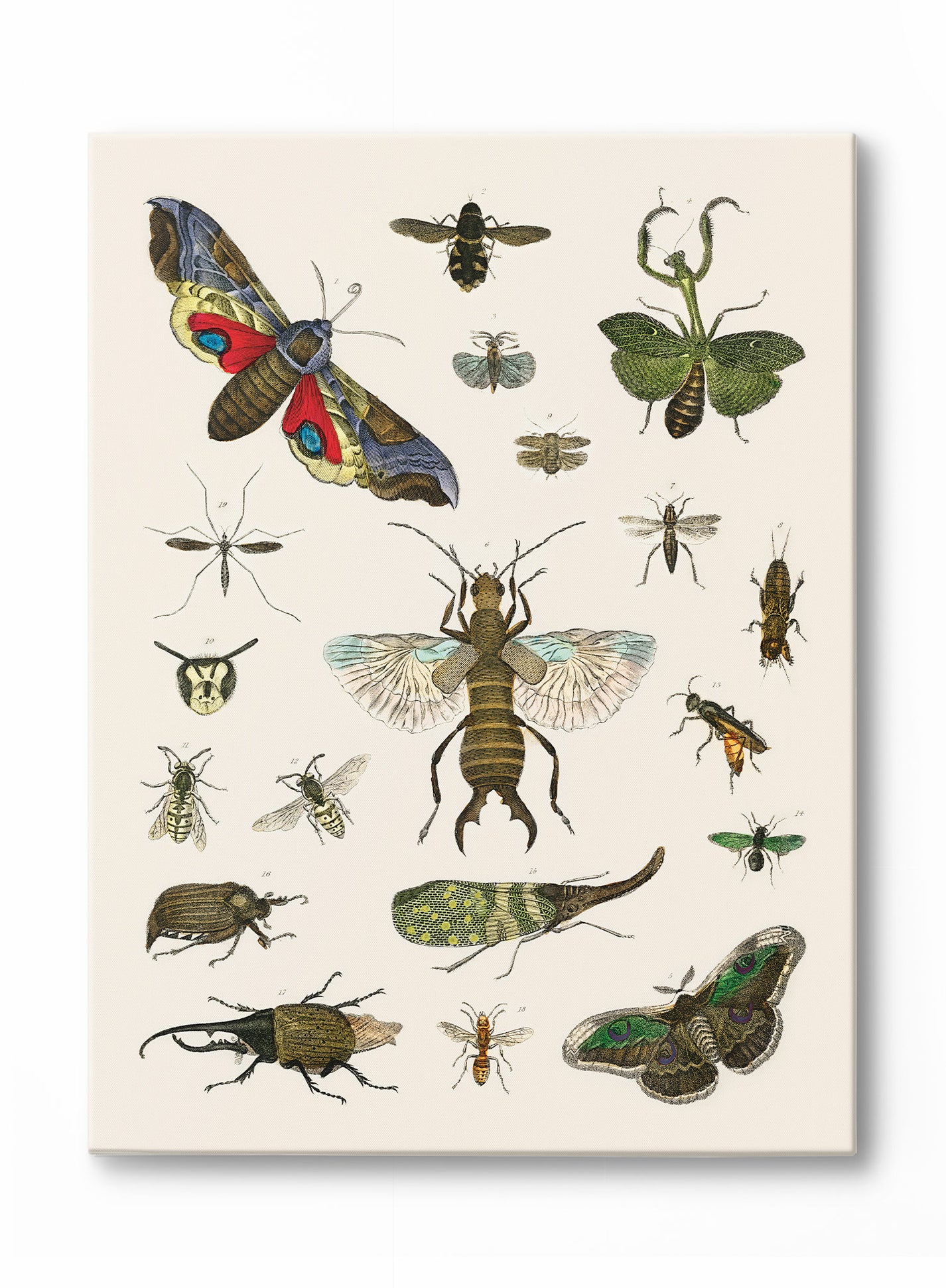 Bug Studies | Shop Canvas Online at Opposite Wall