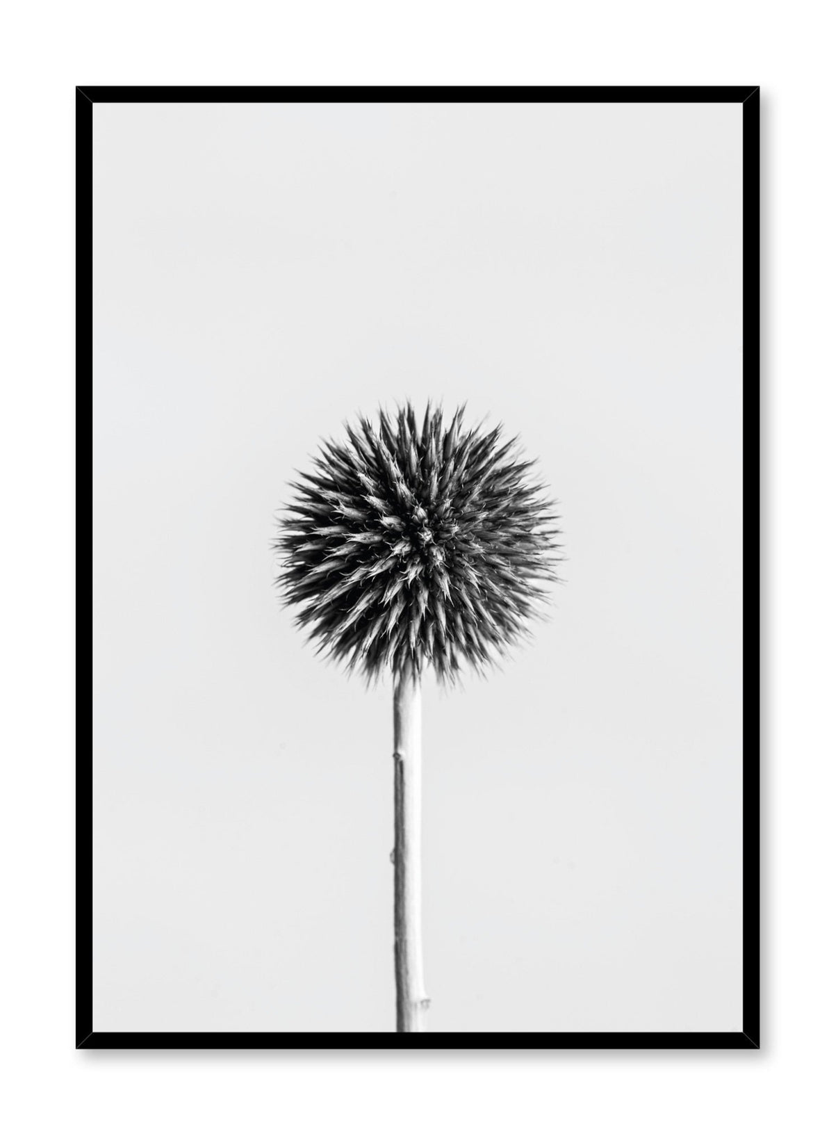 Floral Print Thistle - Botanical Prints - Flower Wall Art | Opposite Wall