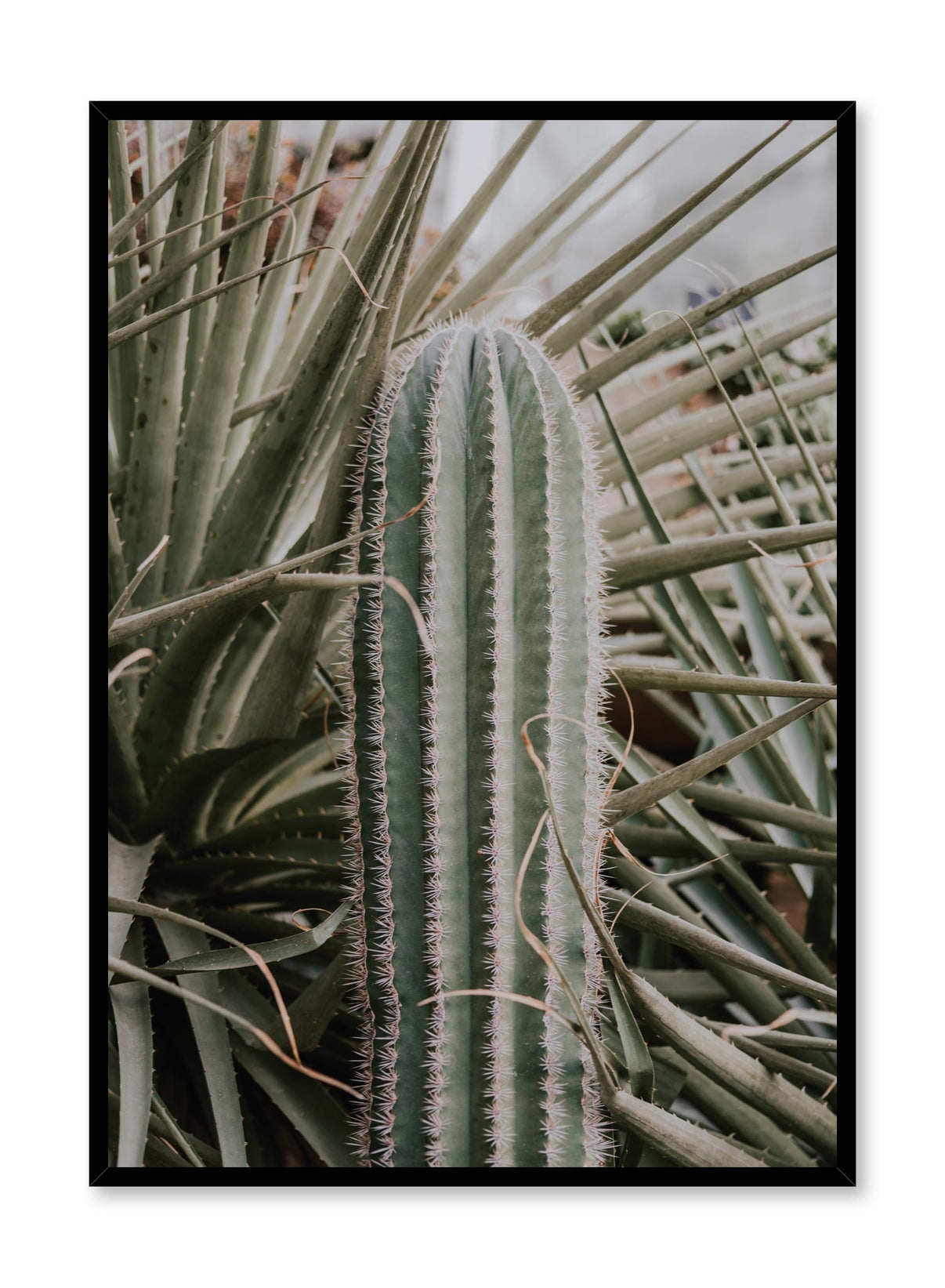Affiche Cactus en nature | Photographie originale sur oppositewall.com ...